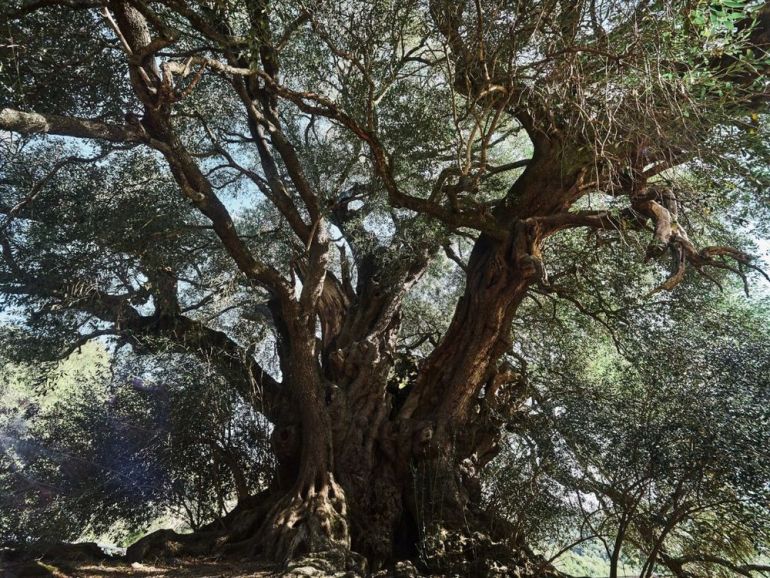 L'olivastro di Luras conquista il podio dell'European Tree 2024 - Radiolina
